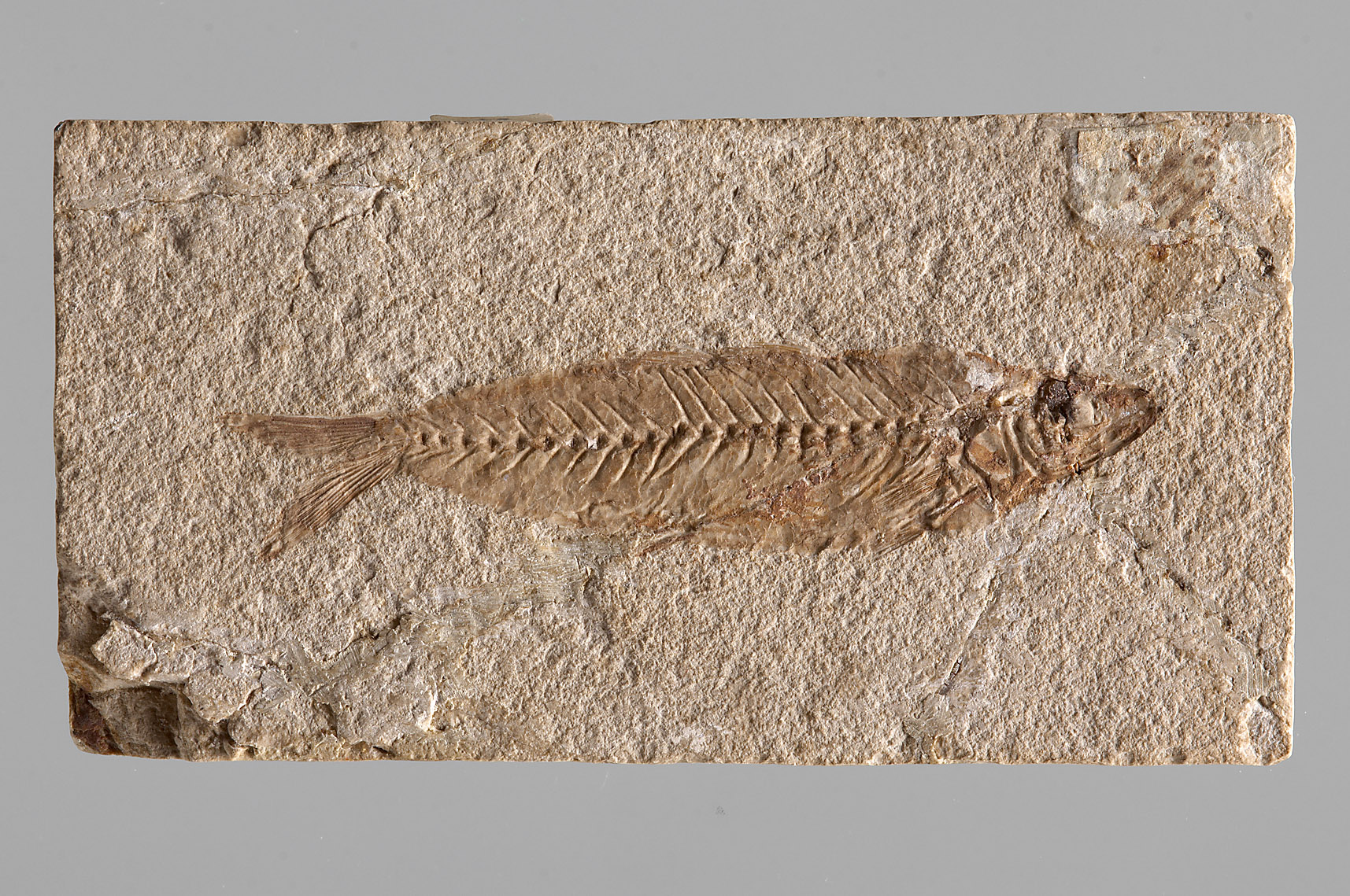 Fisch, Fossil, Fischabdruck - Kunstwerke - Kunsthistorisches Museum ...